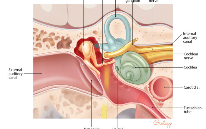 Middle Ear & Mastoid – Oto Surgery Atlas